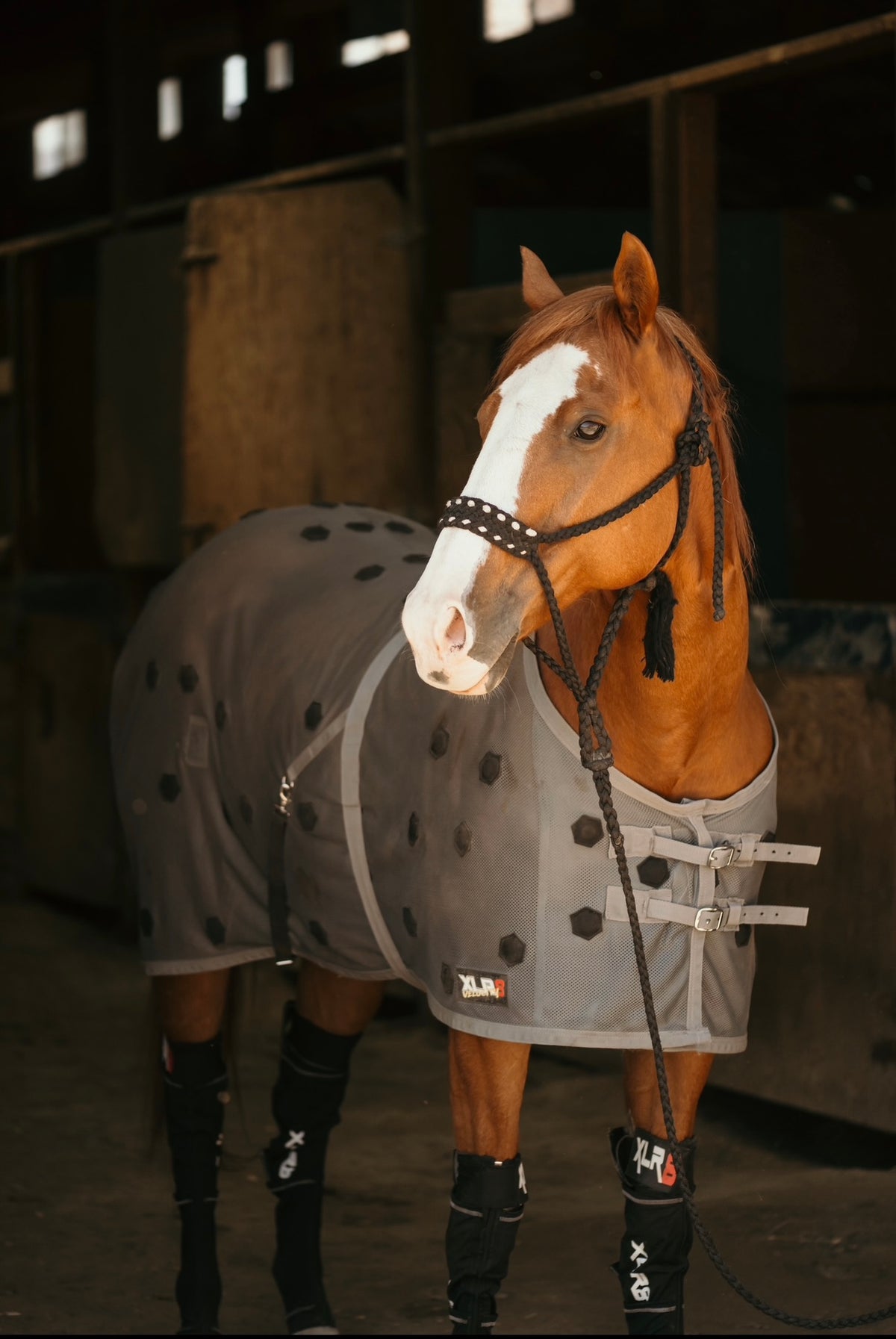 XLR8 Velocity Sheet – Special FX Equine Performance Products